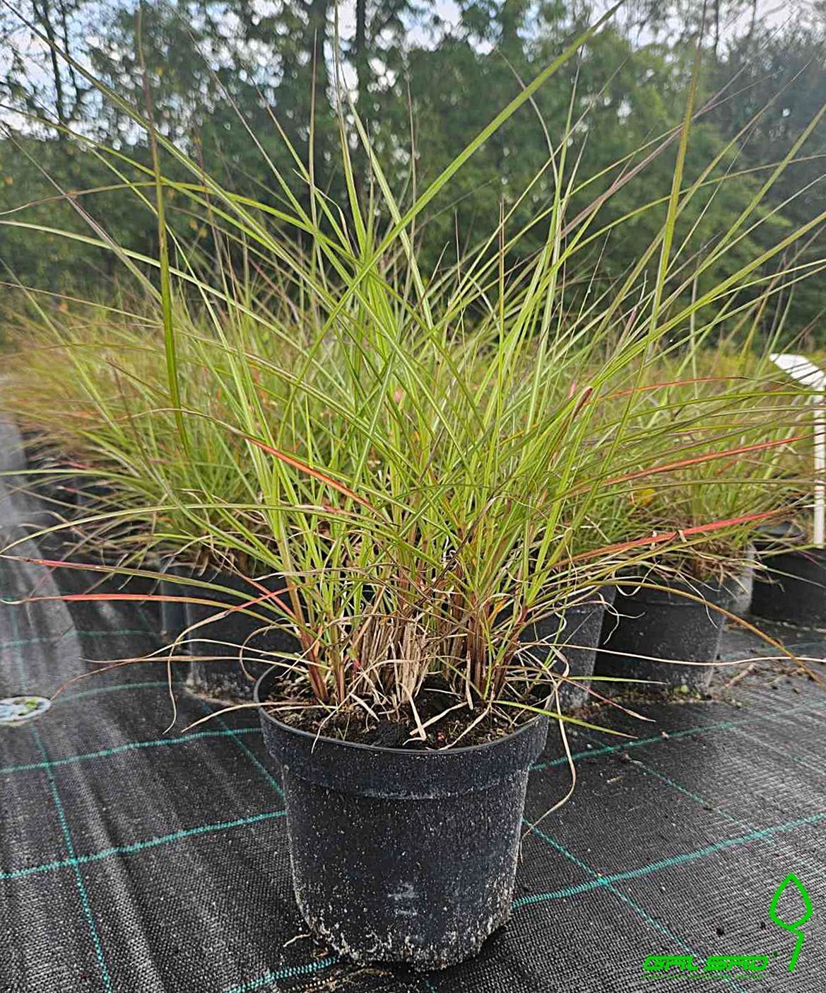 Купить Miscanthus sinensis 'Red Chief' (Міскантус) 000007386#306712 в ...